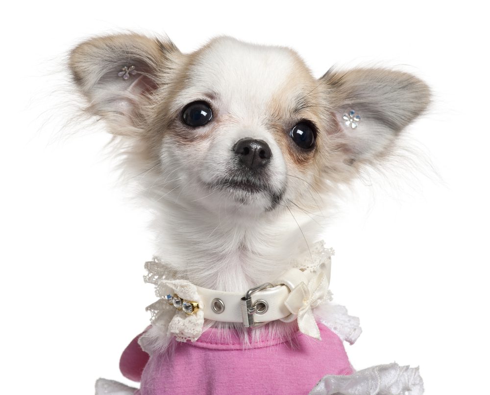 The 5 Best Cute Dog Collars For Your Pretty Pup - Dogtime
